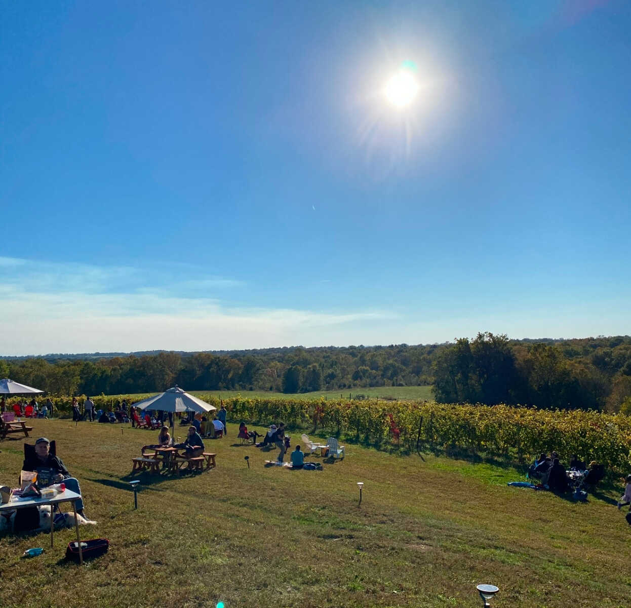 Windridge Vineyards Introducing 21+ Only Service Model – TasteDMV